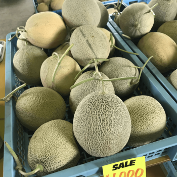 Visiting Yubari King Melon Farm At Hokkaido Masai Mara